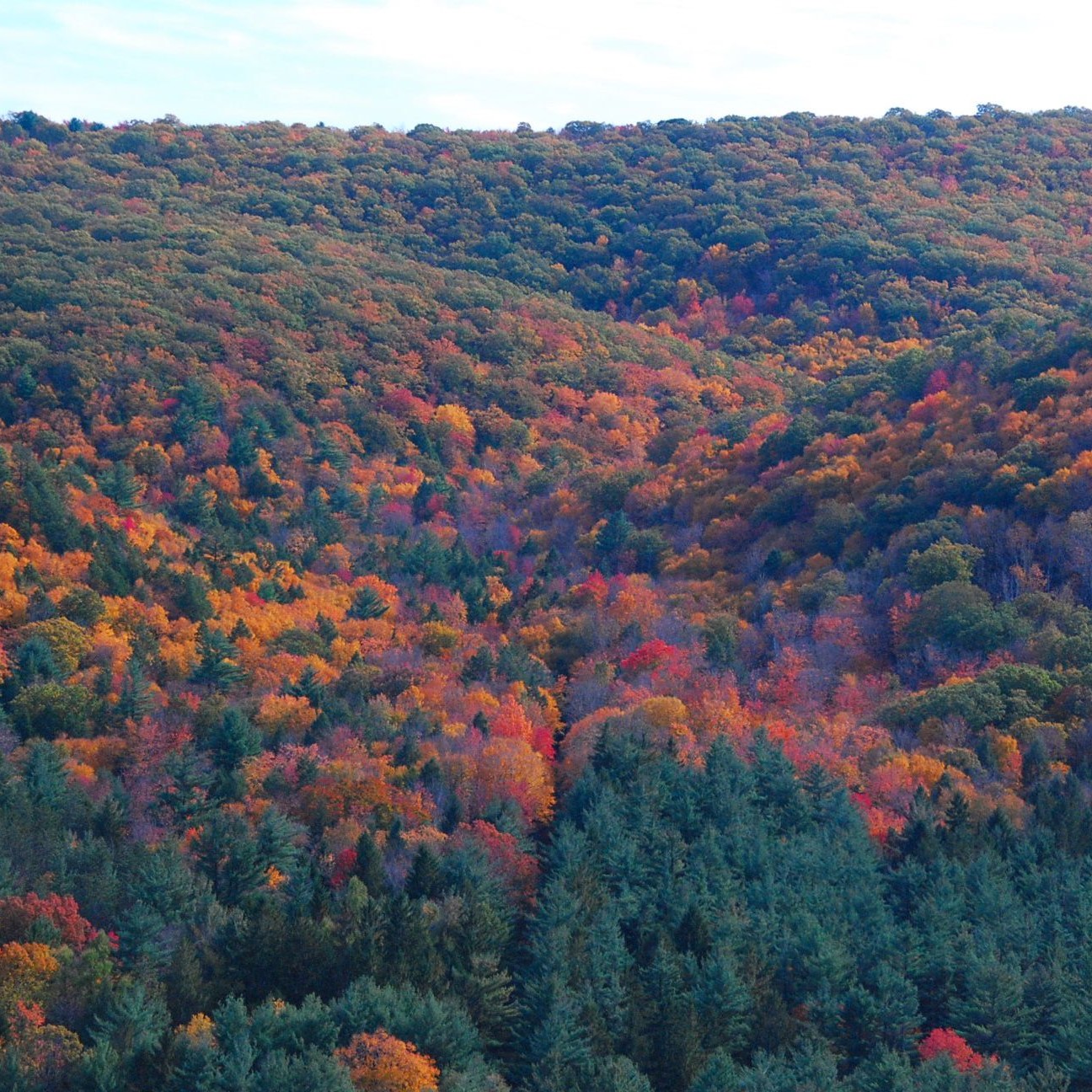 Nature Notes – Montour Preserve